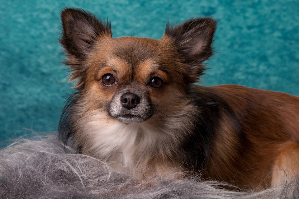 PetSmart Free Easter Bunny Pictures 2019: What to Know PetSmart Free ...