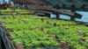 4 Best Vertical Farming Stocks to Buy Now | InvestorPlace