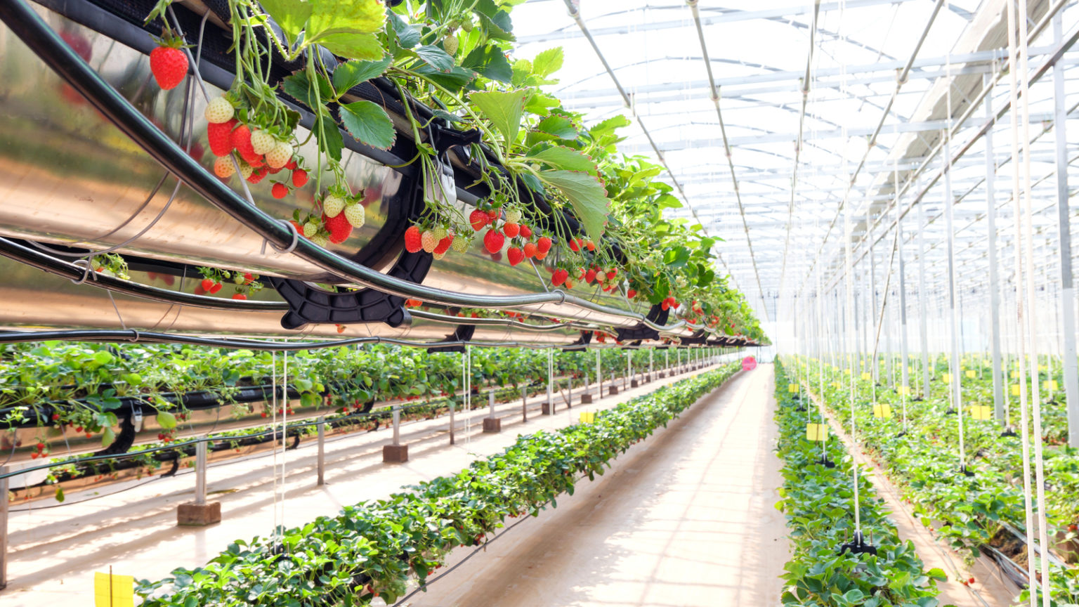 Stocks to Buy: 7 Vertical Farming Stocks Feeding the World | InvestorPlace