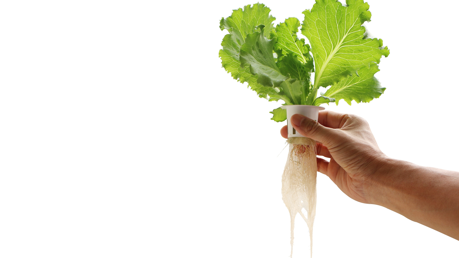 7 Vertical Farming Stocks to Buy Before They Boom | InvestorPlace