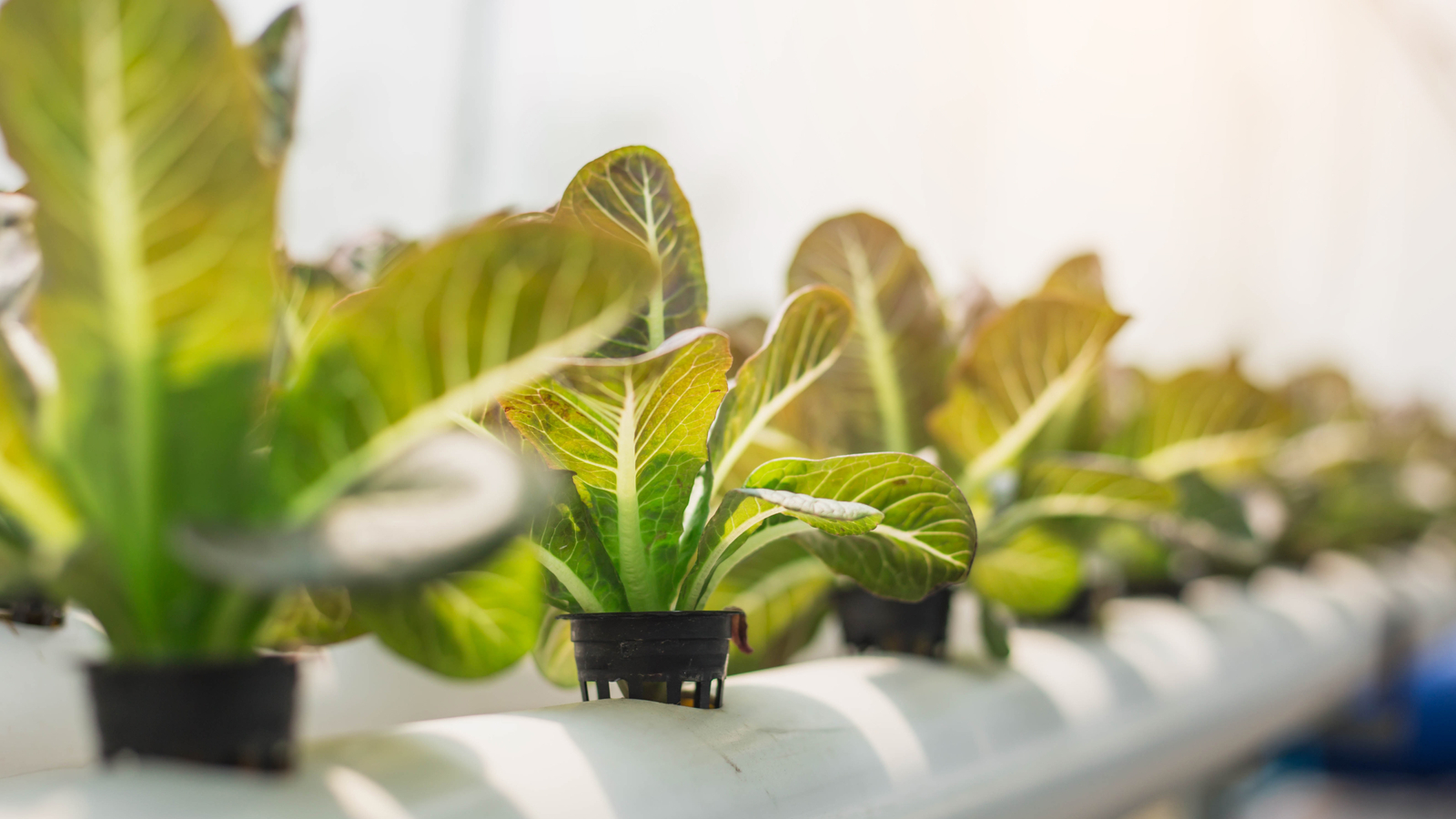 4 Best Vertical Farming Stocks to Buy Now | InvestorPlace